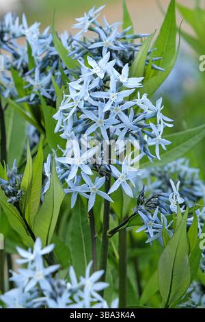 Blue Amsonia variety salicifolia, eastern bluestar, in flower Stock ...