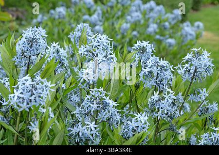 Blue Amsonia variety salicifolia, eastern bluestar, in flower Stock ...