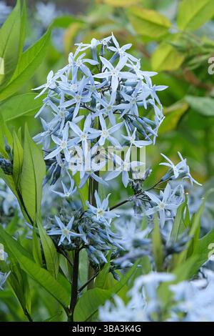 Blue Amsonia variety salicifolia, eastern bluestar, in flower Stock ...