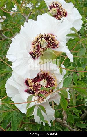 White Paeonia 'Highdown' in flower Stock Photo - Alamy