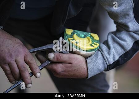 Man farrier installing plastic horseshoe to hoof. Closeup up detail to ...