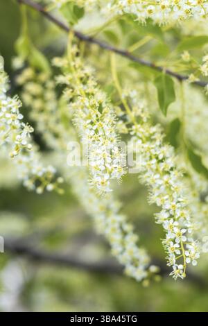 Toned photo of bird cherry tree in blossom. Flowering Prunus Avium Tree ...