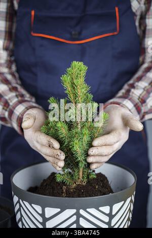 Landscaping with coniferous trees and plants in the garden near the ...