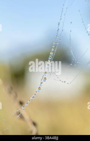 Strings of water droplets on a spider s web Stock Photo - Alamy
