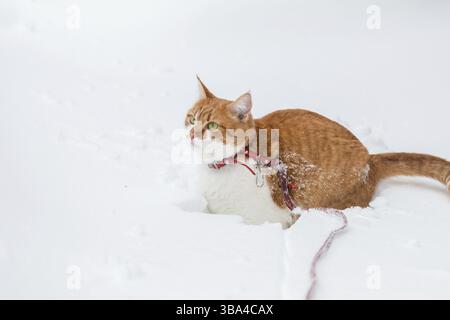 Cut red-white cat playing on white snow surface. Beautiful winter ...