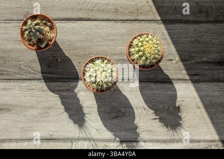 Tabletop view, three small cactus pots on gray wood desk, morning sun ...