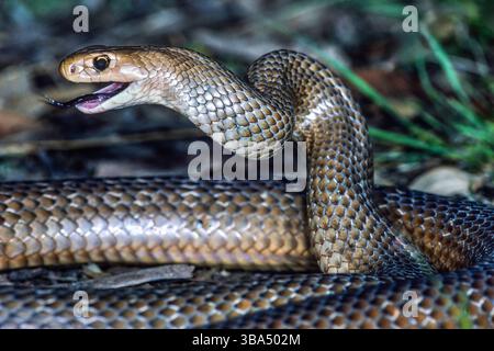 Highly venomous Australian Eastern Brown Snake Stock Photo - Alamy