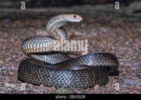 Highly venomous Australian Eastern Brown Snake Stock Photo - Alamy