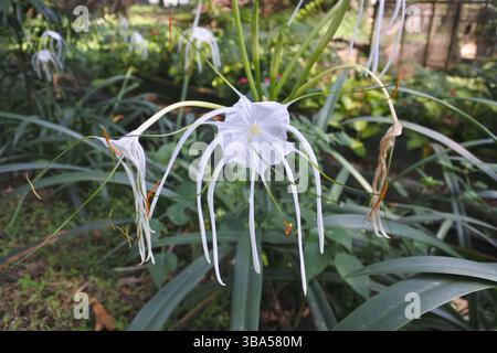 Spider lily flowers, these lilies are very unique in shape, they have a ...