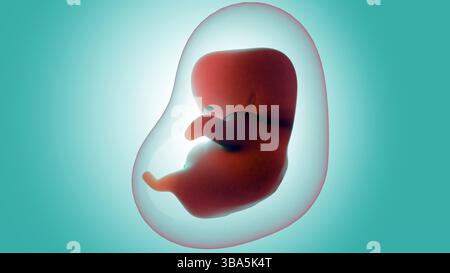 A 3d rendering of translucent view of a developing embryo. The embryo ...