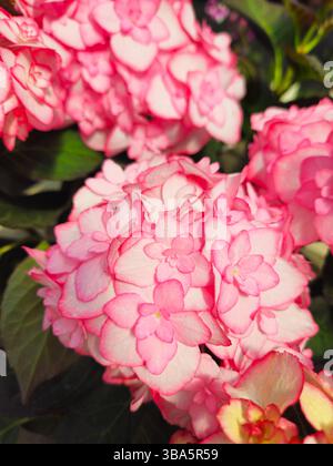 Closeup shot of pink hydrangea flowers Stock Photo - Alamy