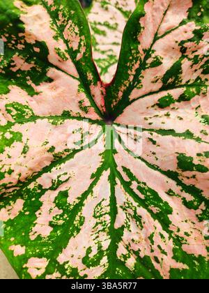 Close-up view of caladium leaf with dew drops in the morning Stock ...