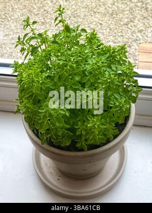 Pot of Greek Basil on a windowsill Stock Photo - Alamy