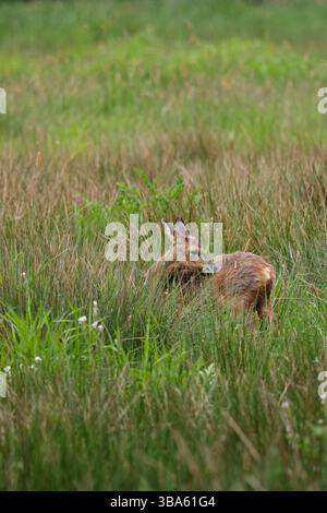 Roe deer Capreolus x2, reddish grey fur long black edged upright ears ...