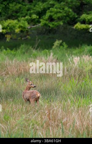 Roebuck in late spring Stock Photo - Alamy
