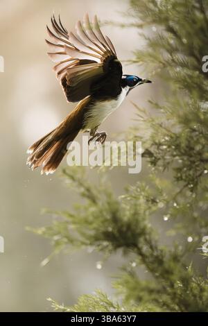 The blue-faced honeyeater, also colloquially known as the Bananabird ...