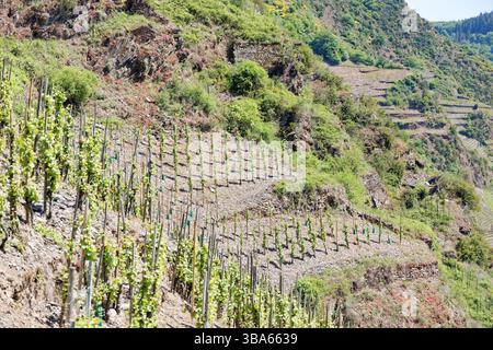 Closeup of the steep vineyards with terraces along the Calmont ...