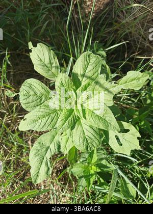 Reflexed amaranth, Amarante réfléchie - Amaranthus retroflexus ...