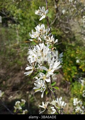 Snowy mespilus (Amelanchier ovalis) is an medicinal deciduous shrub ...