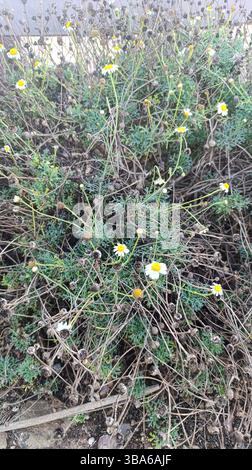 Seaside Chamomile, Anthémide maritime, Anthémis maritime, Camomille ...