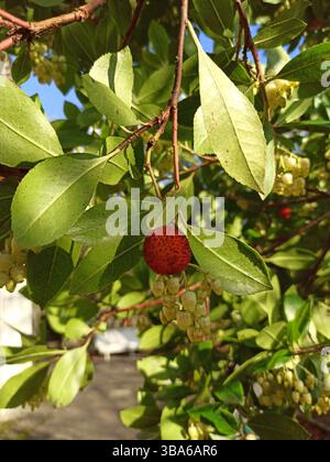 Forest of strawberry tree Arbutus unedo. Monfrague National Park ...