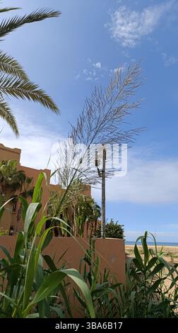 Giant cane, Elephant grass, Carrizo, Arundo, Spanish cane, Canne de ...
