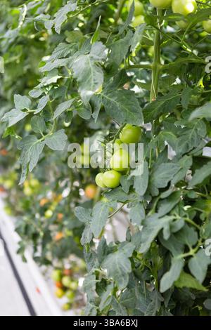 Unripe green tomatoes growing on a bush in the garden. Tomatoes on the ...