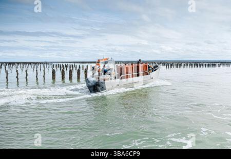 Mussel farmer in the Bay of Le Mont Saint-Michel. Farmed mussels ...