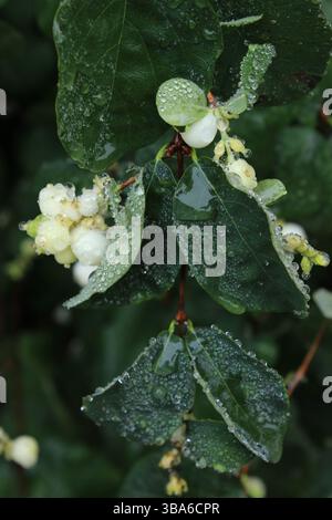 Closeup shot of some wet leaves in a forest after the rain Stock Photo ...
