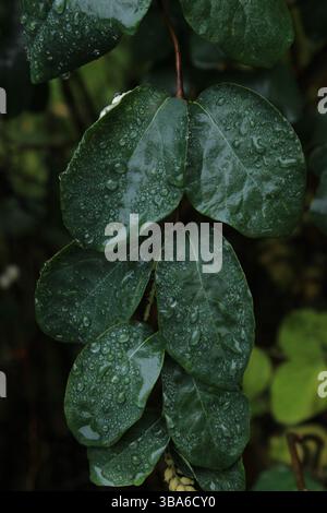 Macro photography of wet foliage after rain. Nature background. Vintage ...