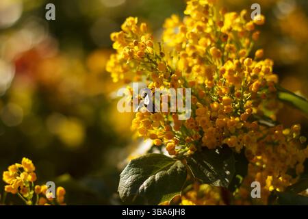 The beginning of a tree blossoming on a modern urban brick building ...