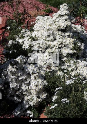 Scilly Daisy Bush, Olearia x scilloniensis, Asteraceae. Australia, New ...