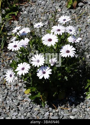 Dimorphotheca, South African daisy Flower Stock Photo - Alamy