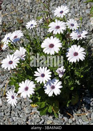 Dimorphotheca, South African daisy Flower Stock Photo - Alamy