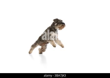 Dynamic image of purebred dog, Miniature Schnauzer in motion, isolated ...