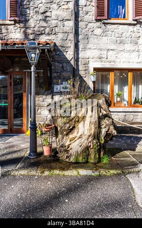 Small tree in Tuscany, Italy, with distant landscape in the background ...