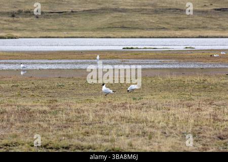 Gulls (Larinae), National Park, Cotopaxi, Ecuador, South America Stock ...