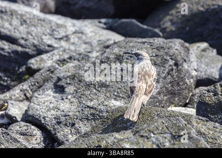 Galapagos mockingbird (Mimus parvulus, syn.: Nesomimus parvulus ...