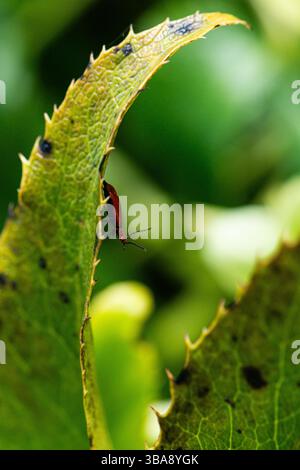 Red-headed Fire Beetle, red-headed cardinal beetle (Pyrochroa ...