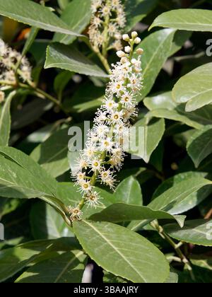 cherry laurel, common laurel, English laurel, Lorbeerkirsche ...