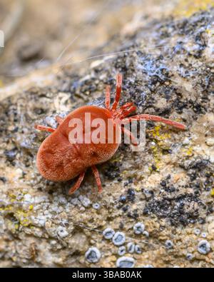 A Clover Mite, Bryobia praetiosa in Ambleside, Lake District, UK Stock ...