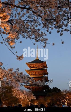 Toji Pagoda with cherry blossom light up in night, spring season at ...