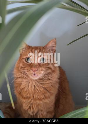 Ginger cat hiding behind green tropical palm plant indoors Stock Photo ...