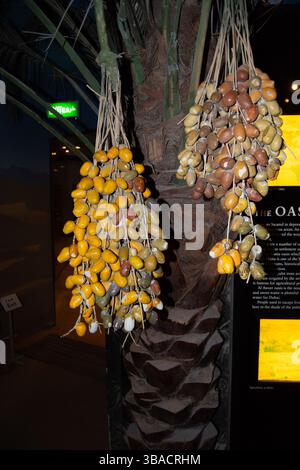 Clusters of bright yellow dates hanging from a palm tree against a blue ...