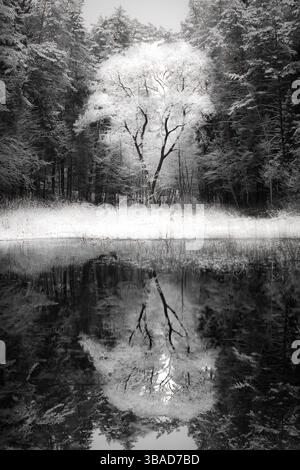 A snow-covered pine tree stands tall against a clear blue sky in bright ...
