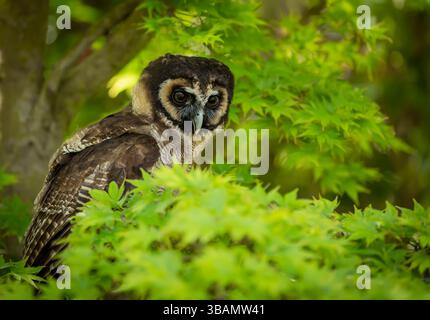 Brown Wood Owl (Asian Wood Owl) Strix leptogrammica Stock Photo - Alamy