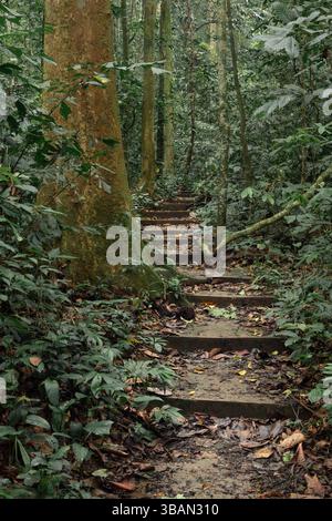 Trail through a dense and humid forest Stock Photo - Alamy