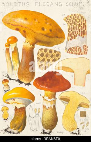 Golden boletus (Suillus grevillei Stock Photo - Alamy