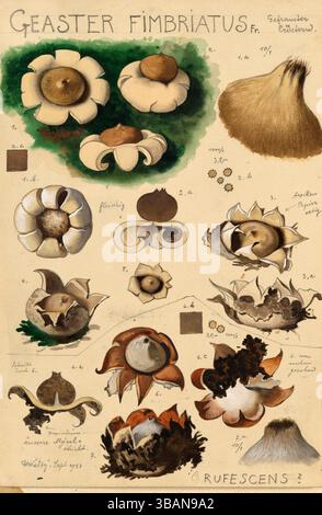 Fringed Earthstar Geastrum fimbriatum Stock Photo - Alamy