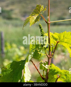 Young inflorescence of grapes on the vine close-up. Grape vine with ...